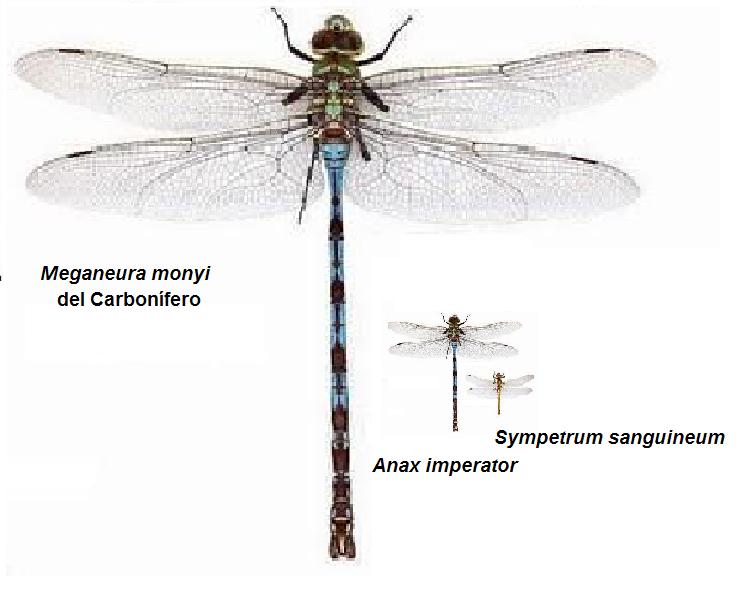 Image de libelula - Imagui
