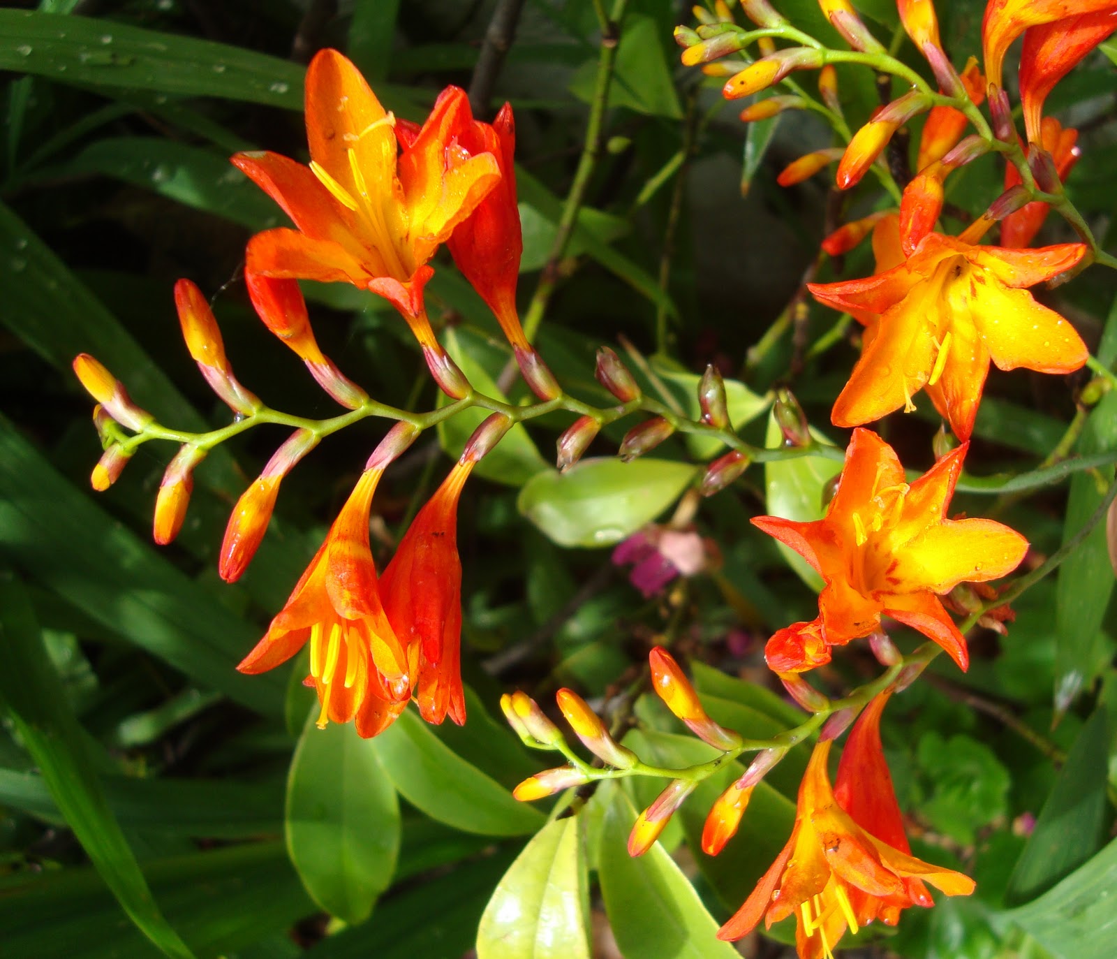 Javi`s Garden: -.Varas.-