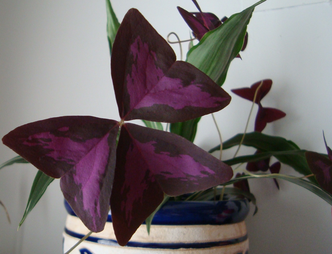 Javi`s Garden: -.Trebol Africano.-