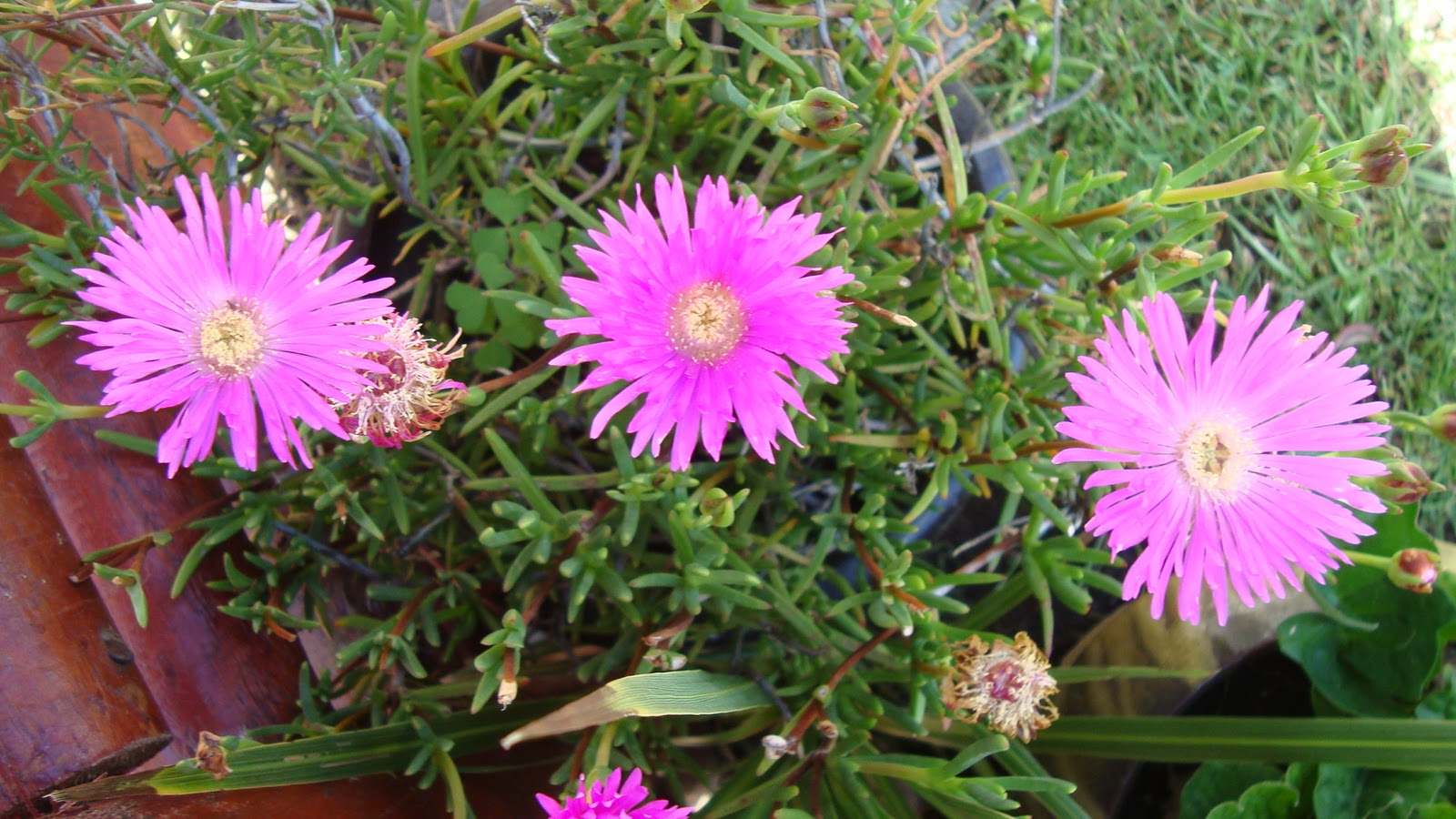 Javi`s Garden: -.Rayito de Sol.-