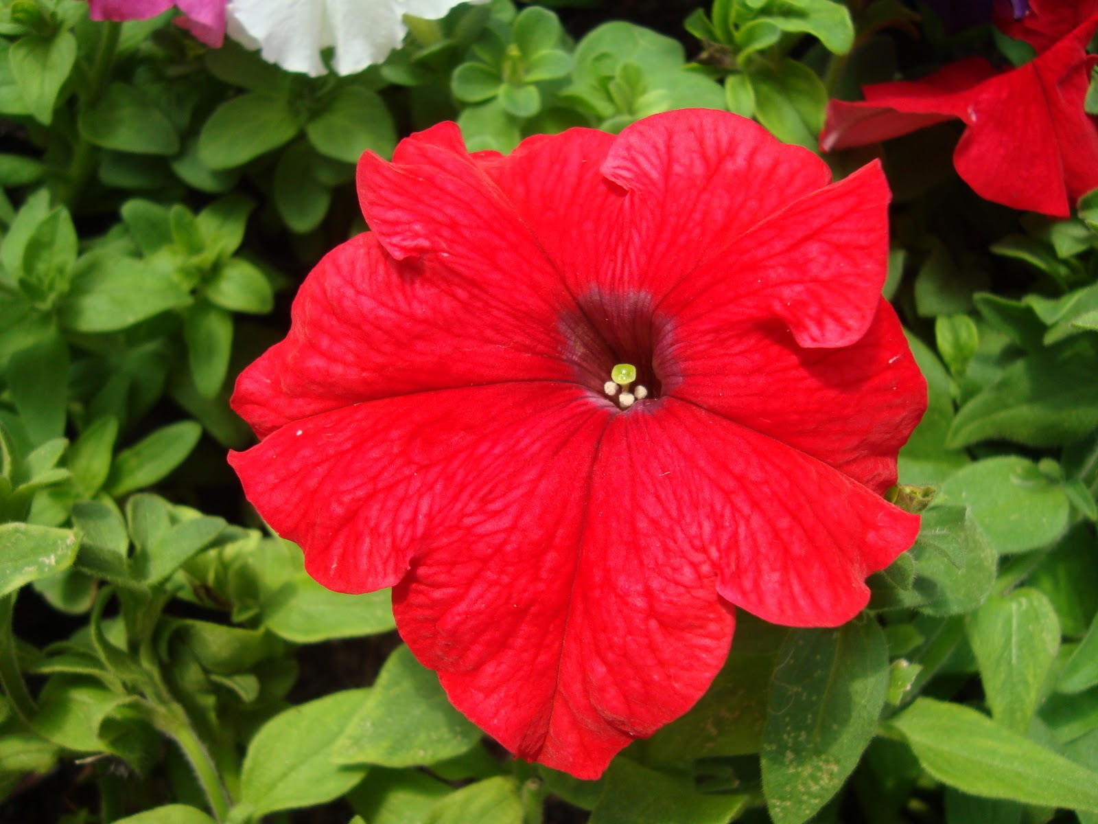 Javi`s Garden: .-Petunias.-