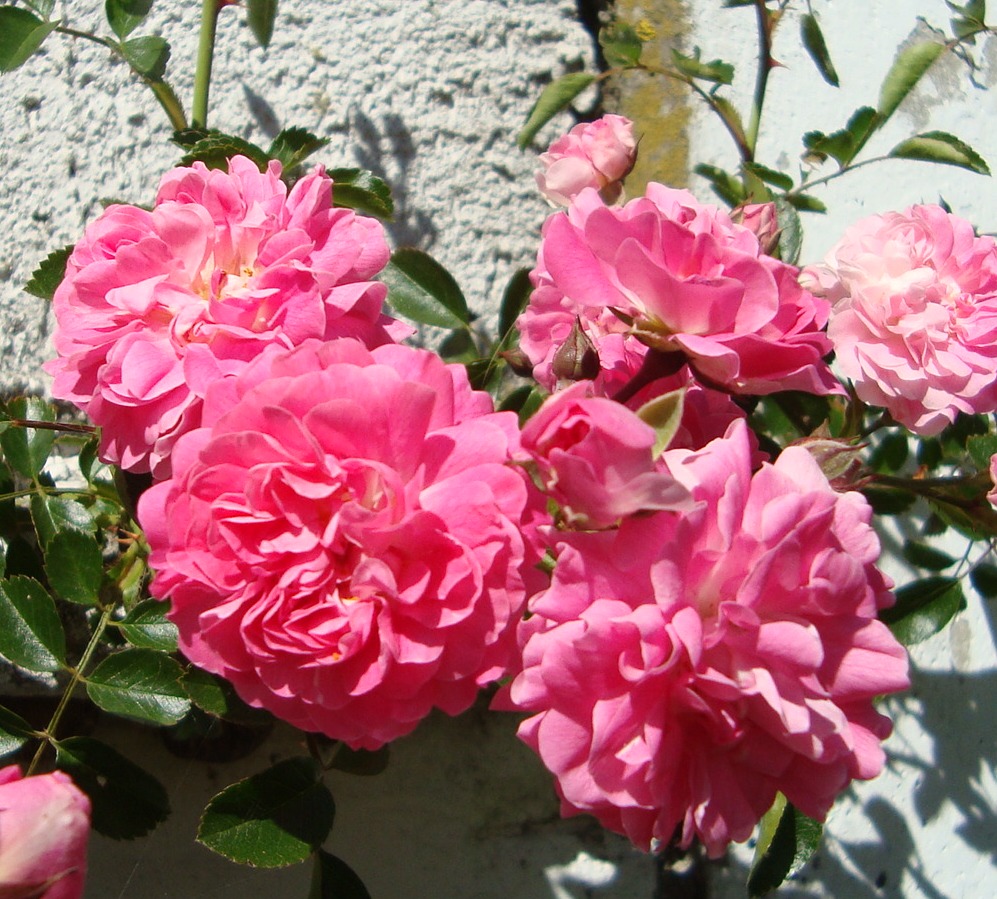 Javi`s Garden: .-Rosal Mini