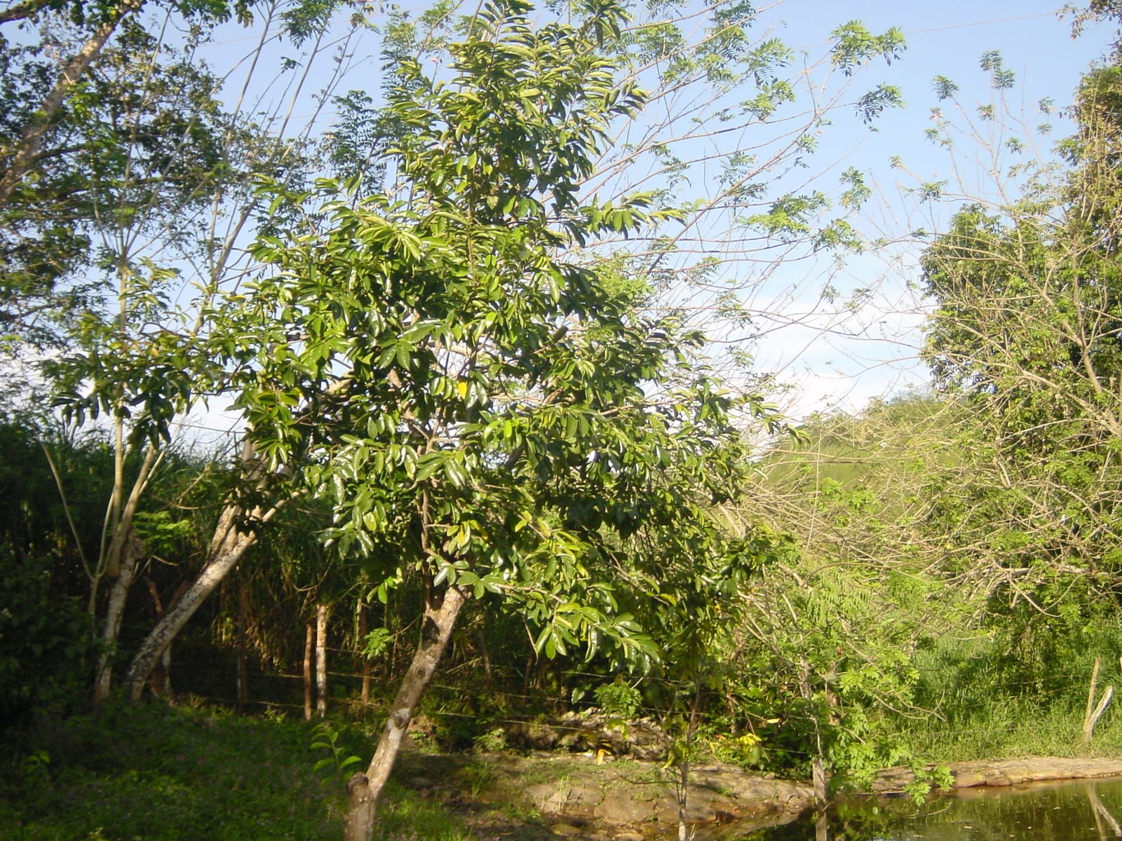 Graviola: Graviola Malaysia