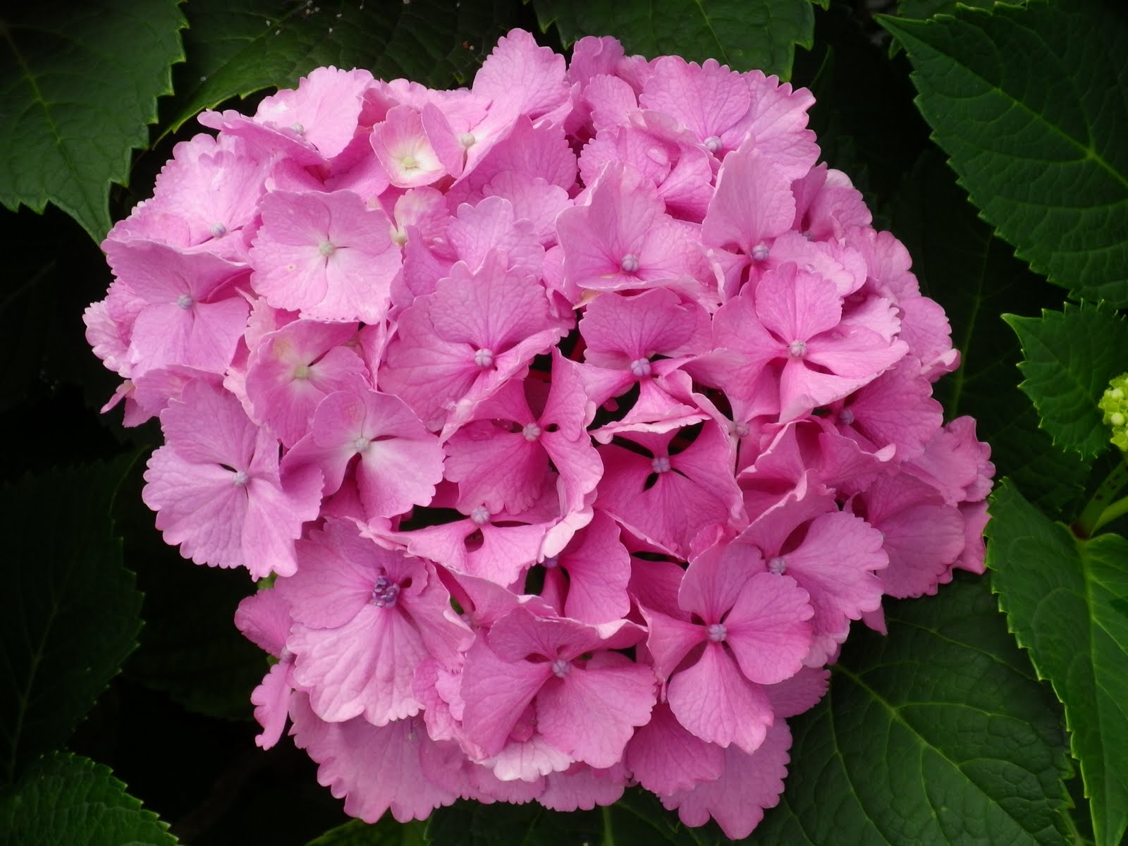 Life in Japan: Evolution of Hydrangea