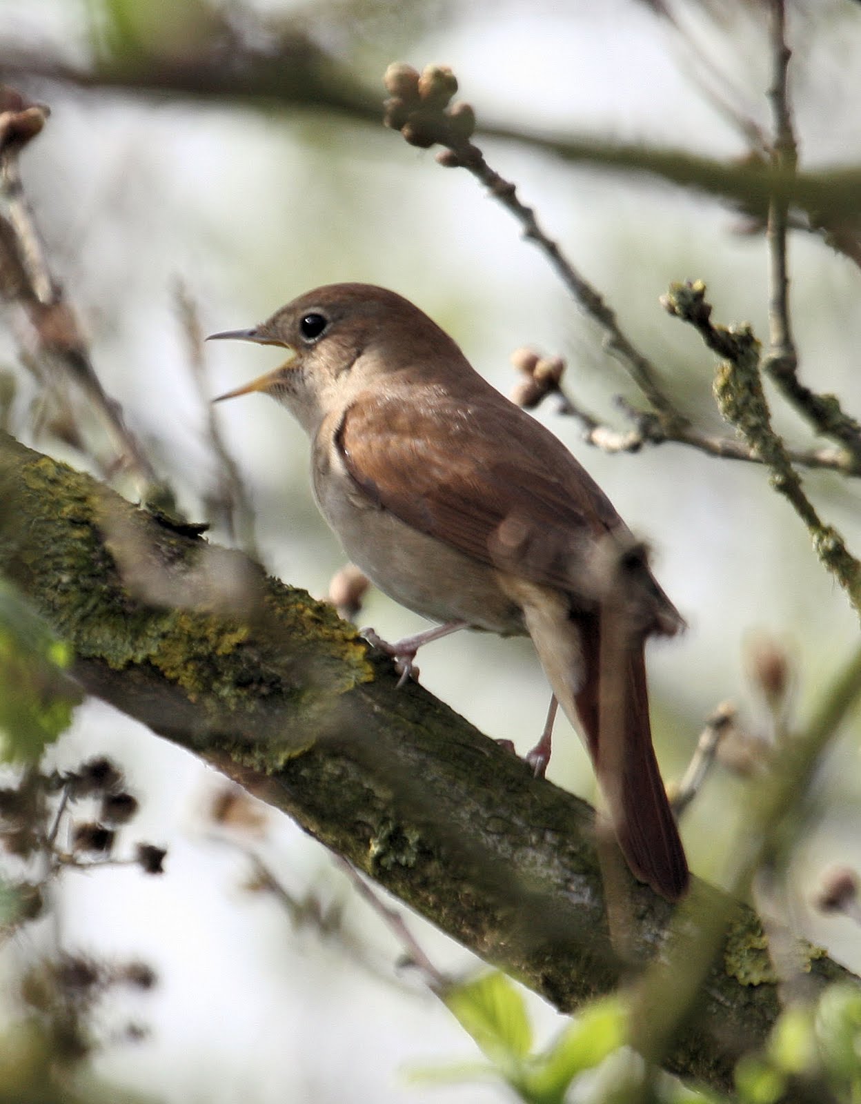 Birding with Flowers: Next Term's Wildlife 5: Nightingale