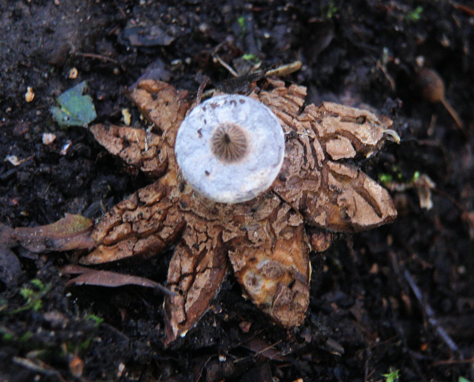 Birding with Flowers: Fungus Galore - & Bittern