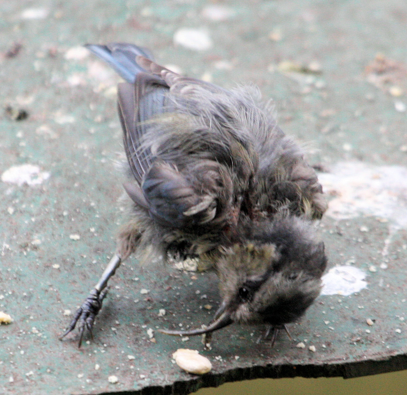Birding with Flowers: Garden Fledglings & Scruffy