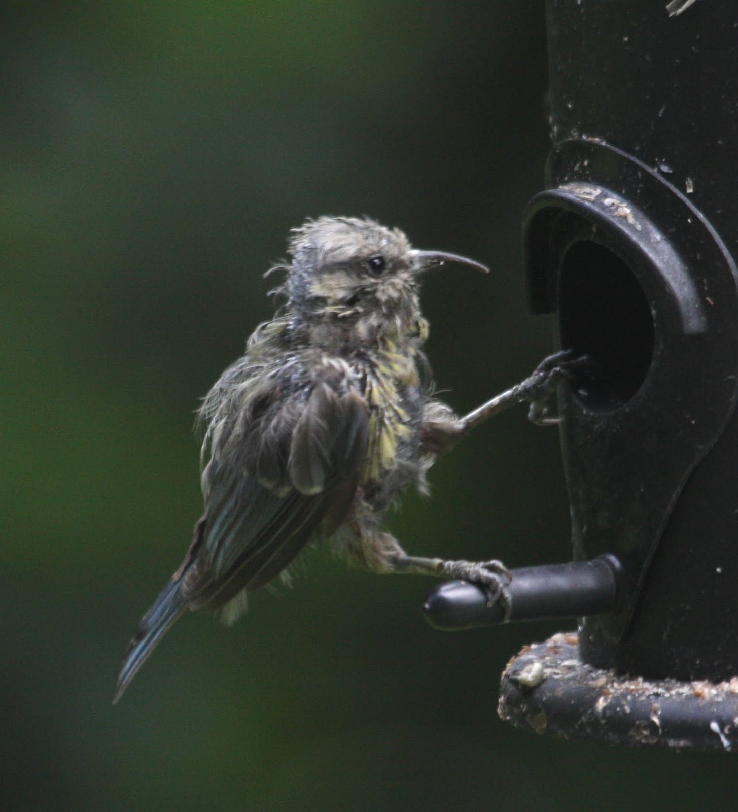 Birding with Flowers: Garden Fledglings & Scruffy