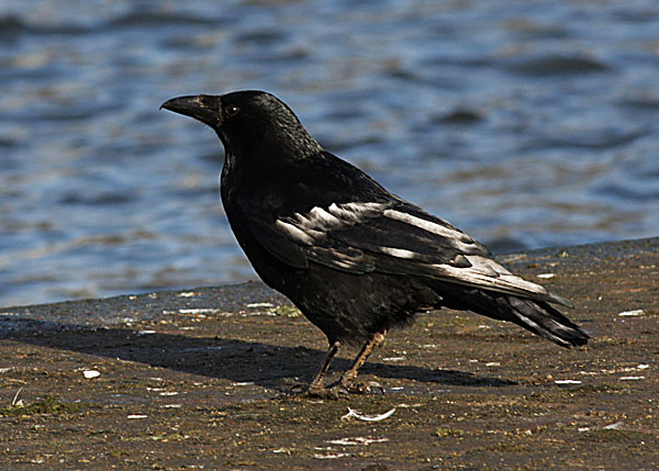 Birding with Flowers: New Crow Species?