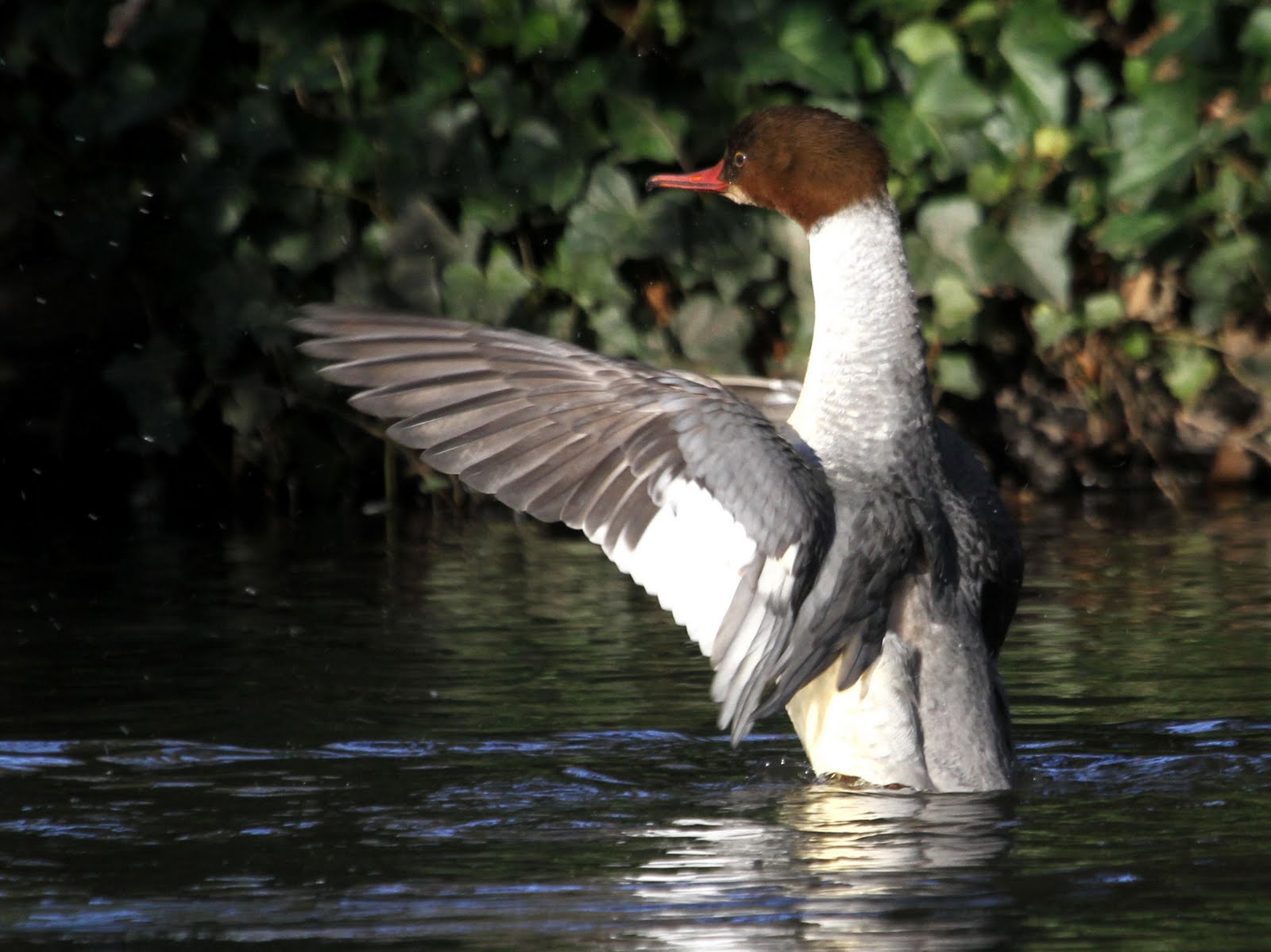 Birding with Flowers: January 2011
