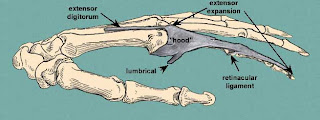 The thigh bone is connected to the...: Extensor expansion and extensor ...