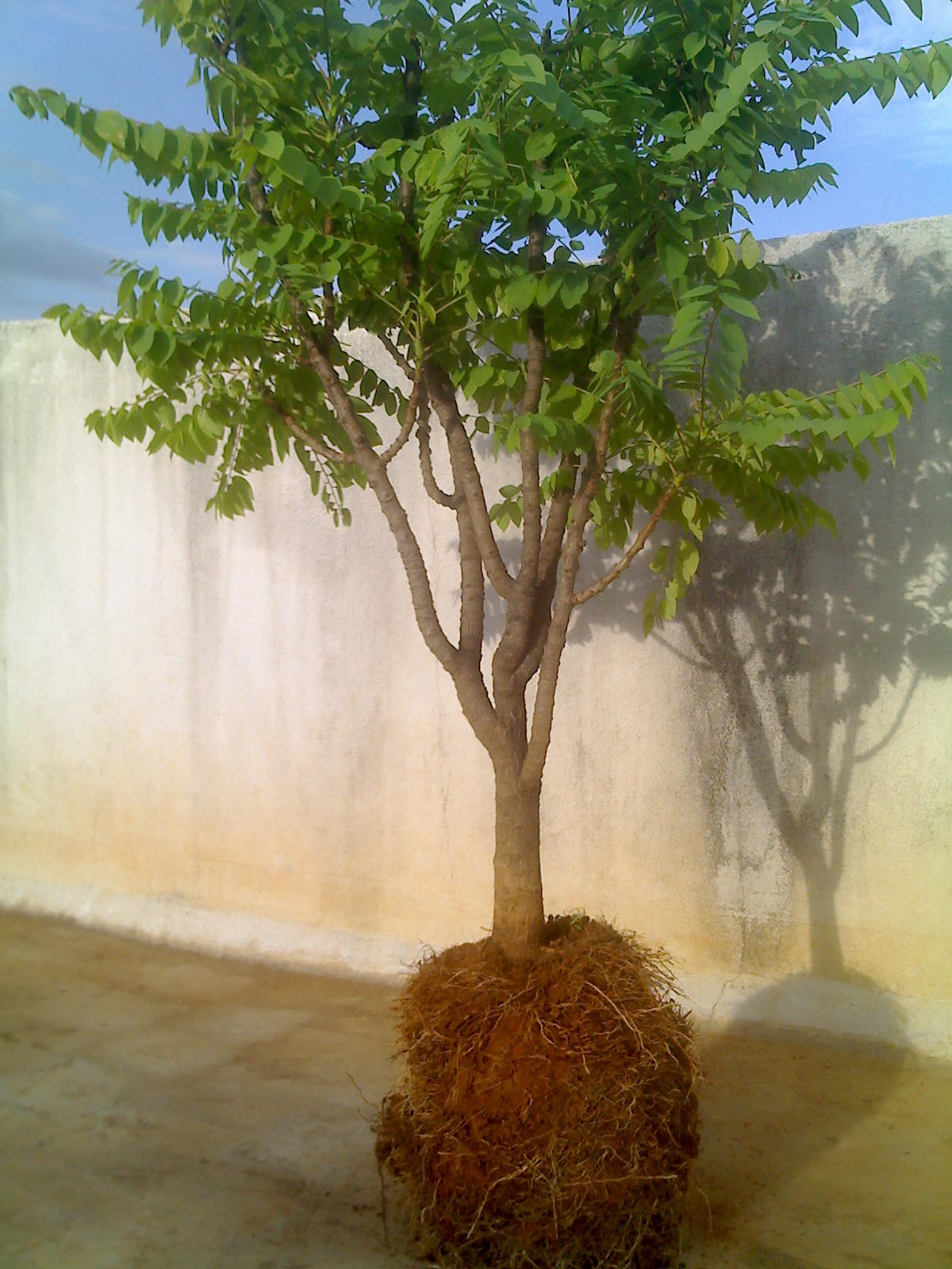 Indian Bonsai: Amla tree progression series
