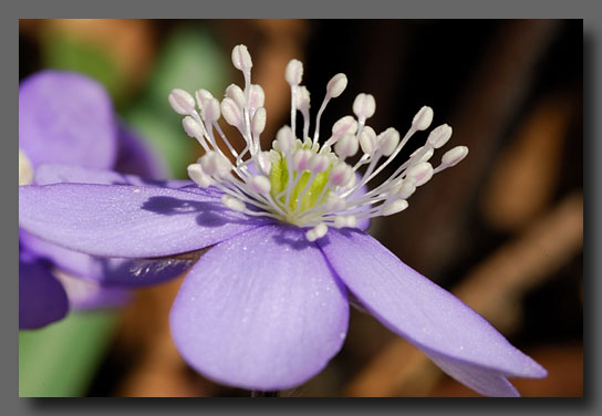 Sandra's Blog-|}.-·*