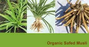 ATMA ( Action For Tribal Movement Association ): Model Bankable Scheme ...