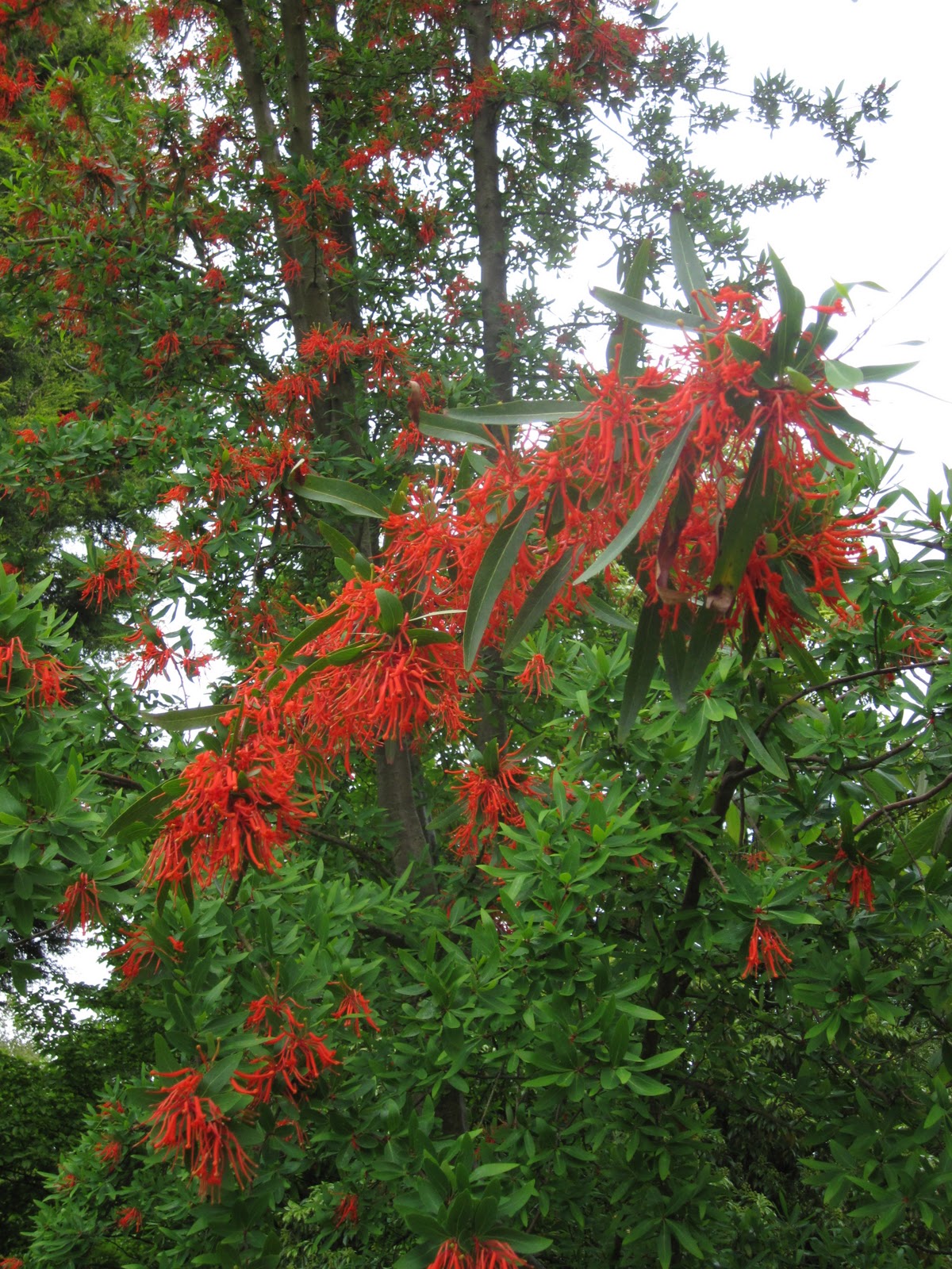GroovyGarden: Embothrium coccineum