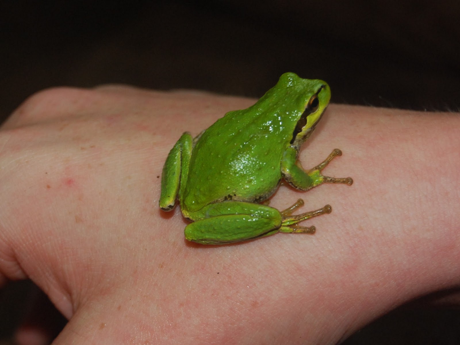 Homegrown and Heartgrown: Garumph went the little green frog one day.......