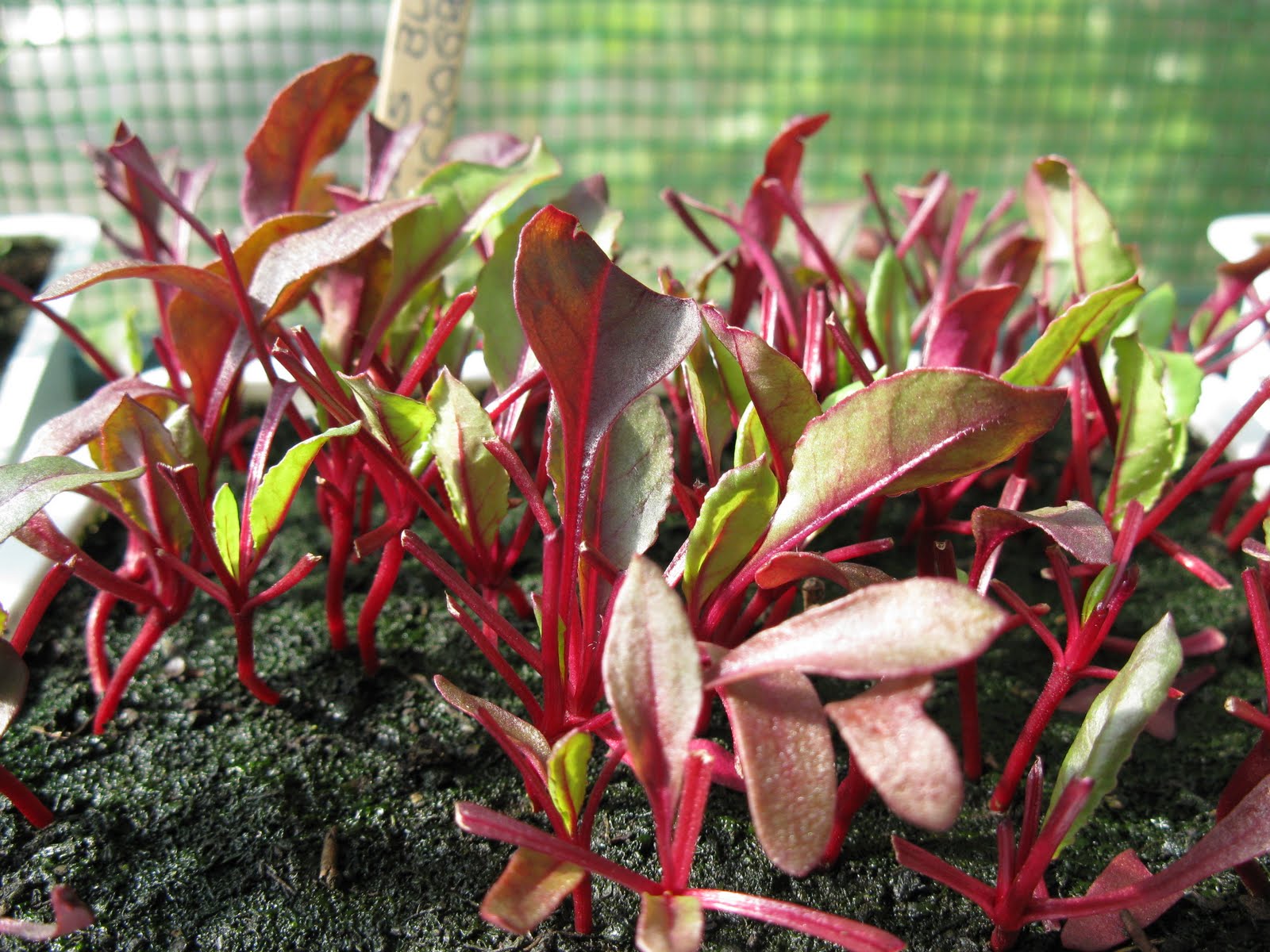 The Well Travelled Spatula: October 2010