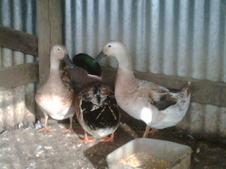 Operation Gloria: Heirloom Poultry / Rare Traditional Breeds