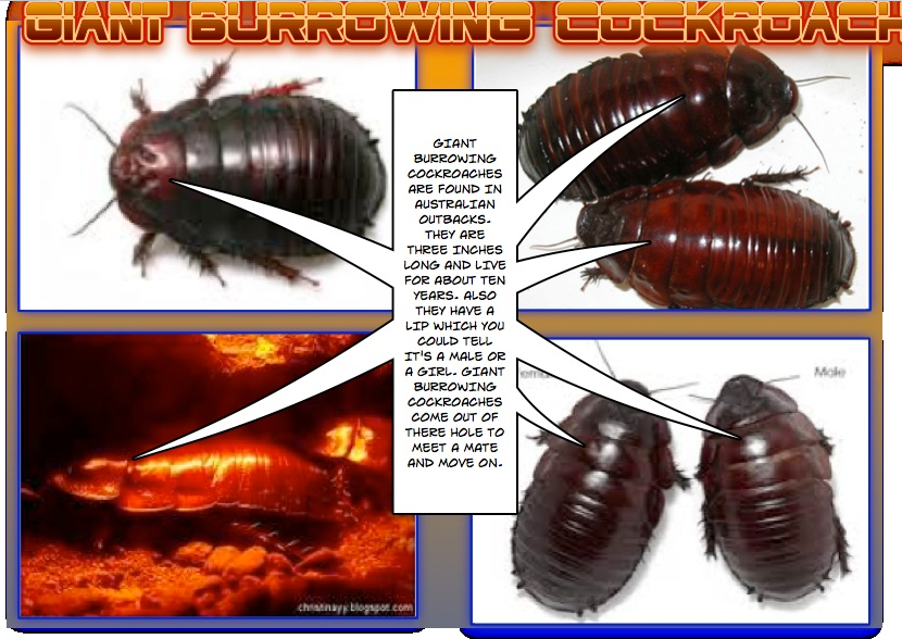 Te Rerenga Taki: Giant Cockroaches by Zane