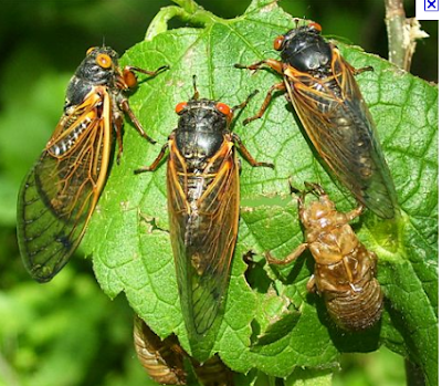 Ngaina: cicadas information