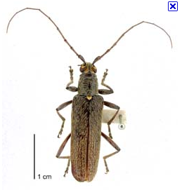 Maree: The Lemon Tree Borer