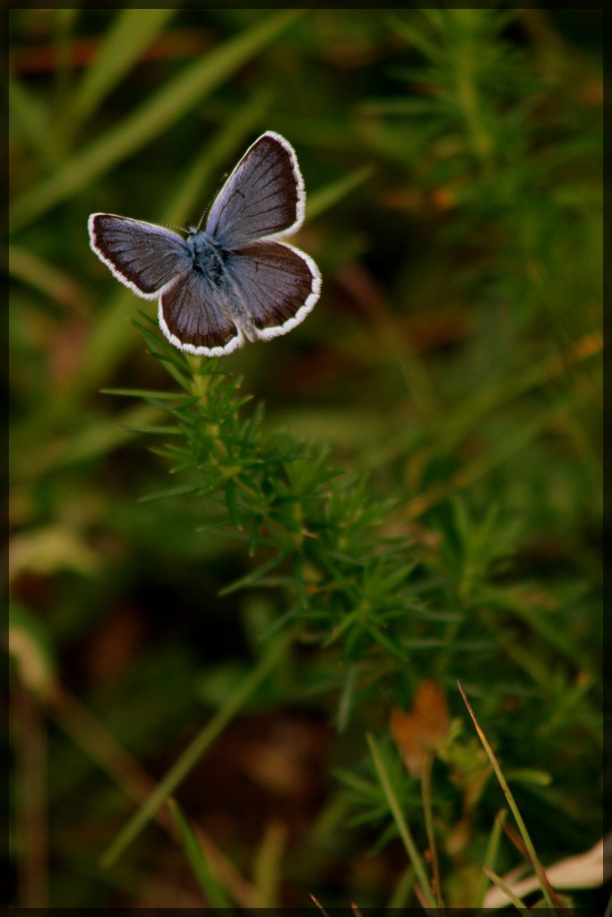 Mes meilleurs photos: Le papillon, une jolie merveille de la nature.