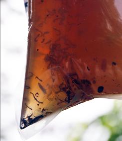 WATCHDOG ON SCIENCE: Dang...Dengue Fever Returns to United States