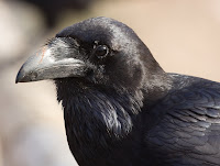 Naturaleza de Anaga: Fauna: El cuervo