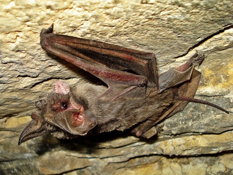 Naturaleza de Anaga: Fauna: El murciélago rabudo