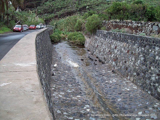 Naturaleza de Anaga: 1/09/10