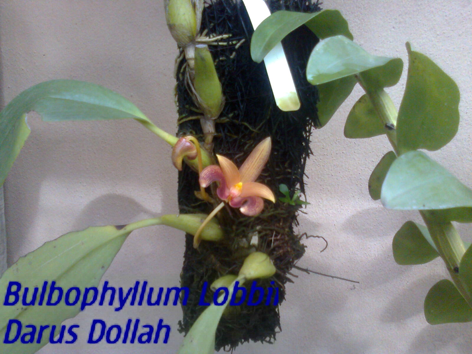 .: Personal Collection