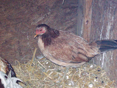 sleepyhollowgamefarm: Pure Minor blue broodcock and hen