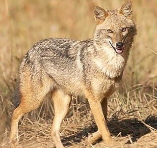 Ζώα προς εξαφάνιση: ΤΣΑΚΑΛΙ