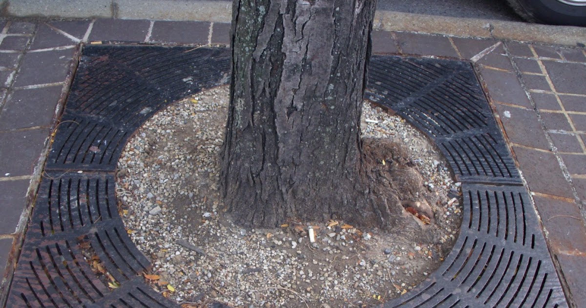 CityKin: Sidewalk Trees