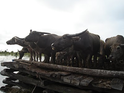 Barsel Promo: KERBAU RAWA JENAMAS