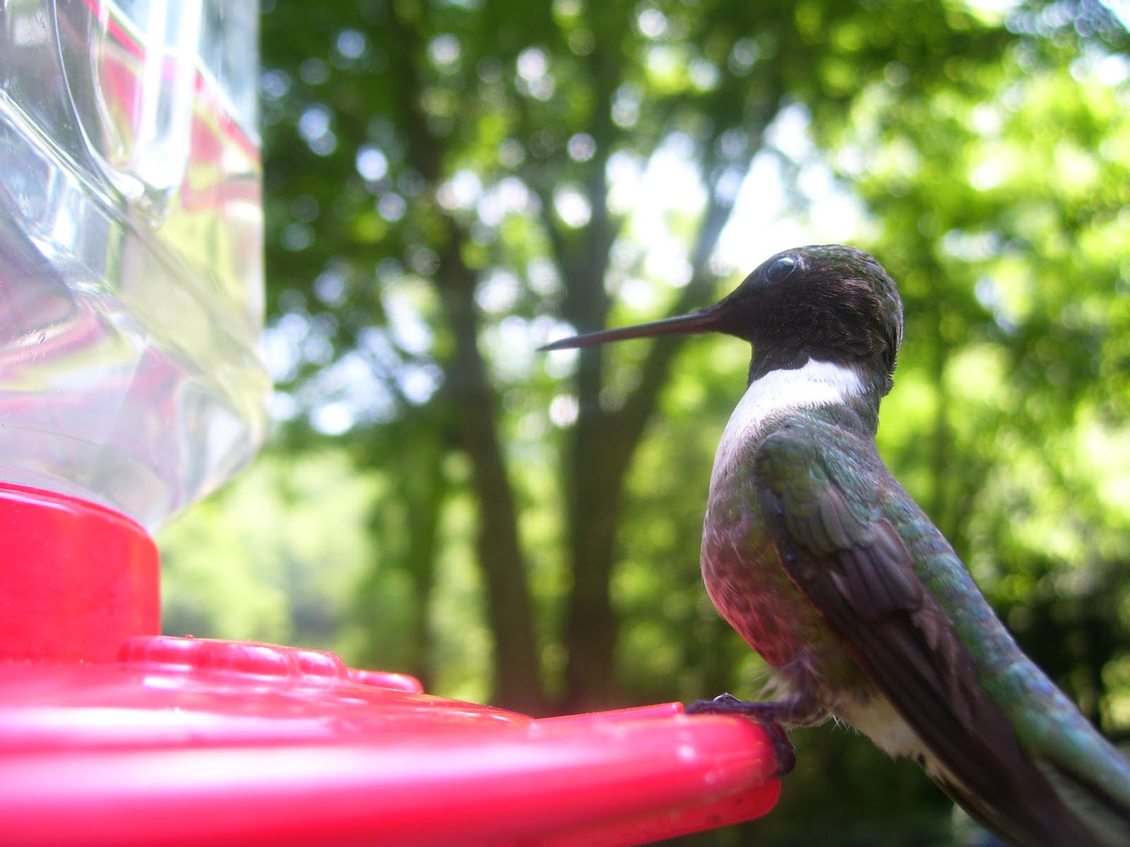Hummingbird Habitat: Wonderful Hummingbird