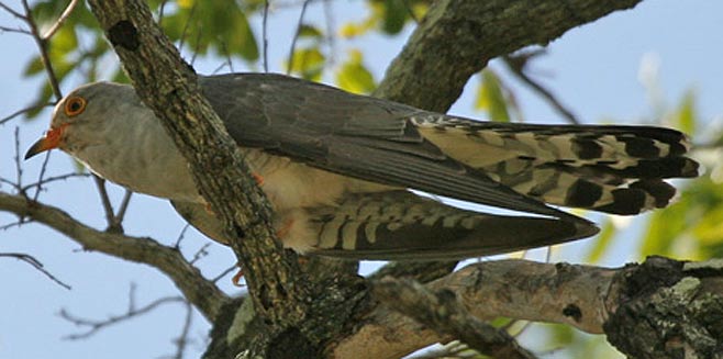 Bird Flight: Cuckoo
