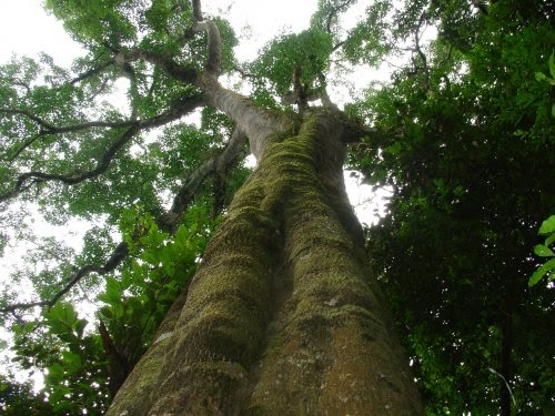 fauna e flora ameaçadas de extinção: BRAÚNA