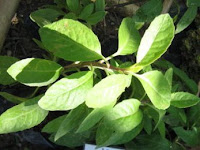 tAnaMAn oBaT kELuaRga