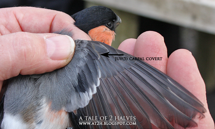 A Tale of 2 Halves: Not a load of bull