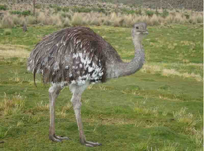 ABDA: EL SURI (Rhea pennata)
