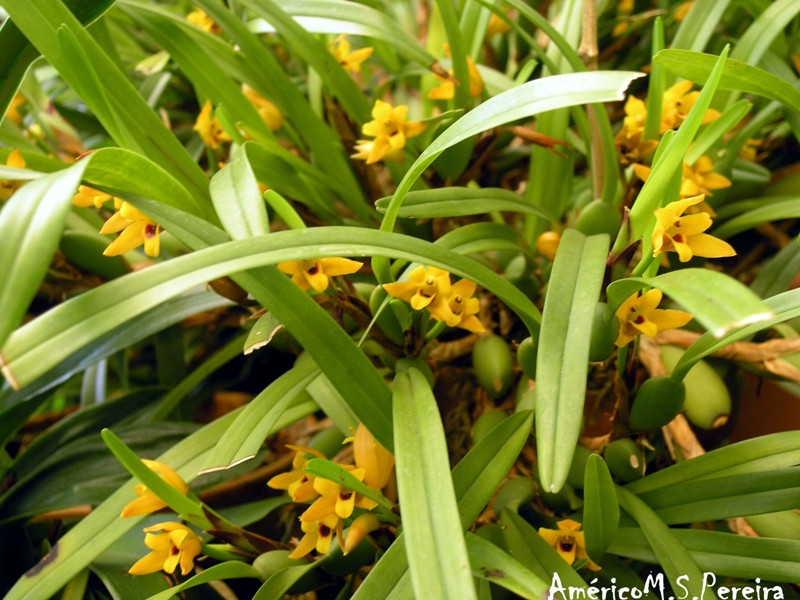 Orquídeas soltas: Maxillaria variabilis