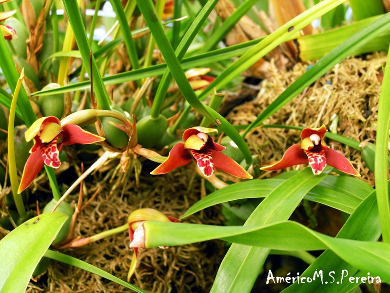 Orquídeas soltas: Maxillaria tenuifolia