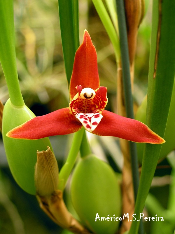 Orquídeas soltas: Maxillaria tenuifolia