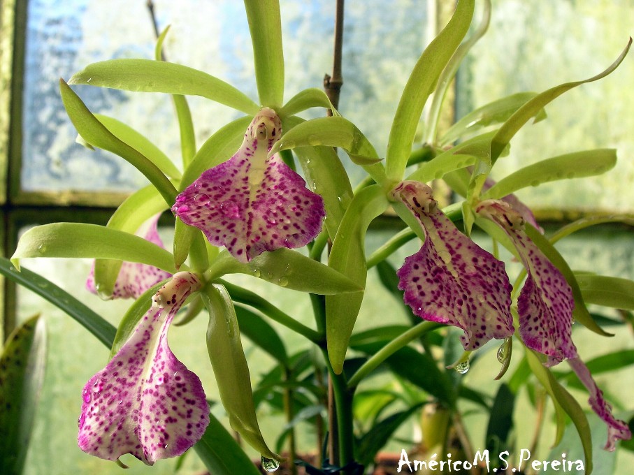Orquídeas soltas: Brassocattleya Binosa (Brassavola nodosa x Cattleya ...