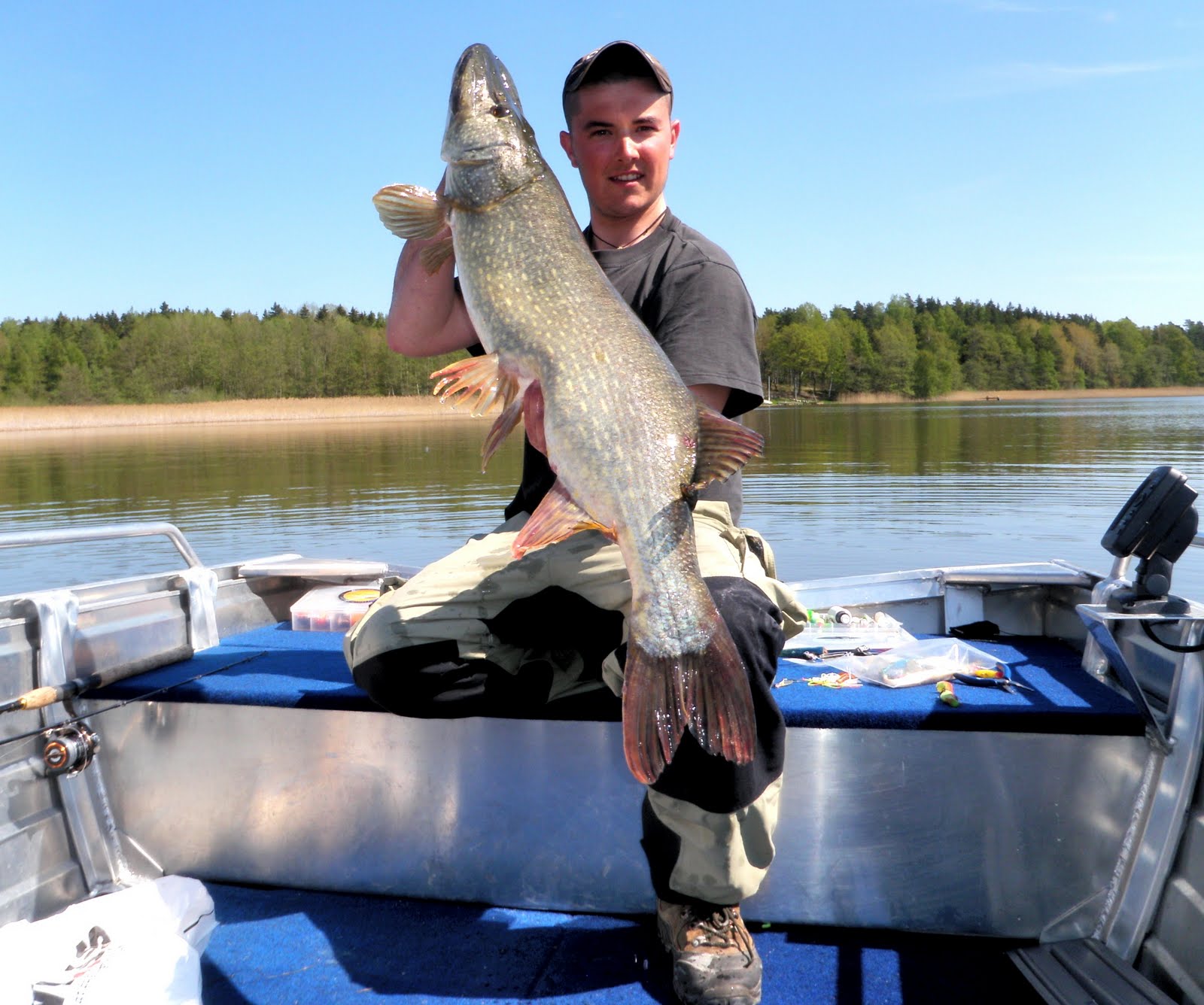 sweden predator fishing: Monster Gädda! Enorme Brochet au Mälaren