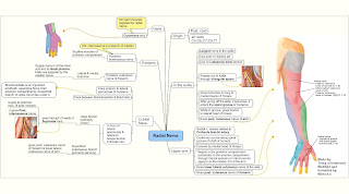 Medical mind maps: Brachial plexus mind maps