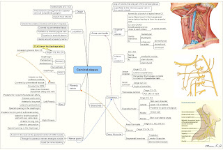 Medical mind maps: Cervical plexus