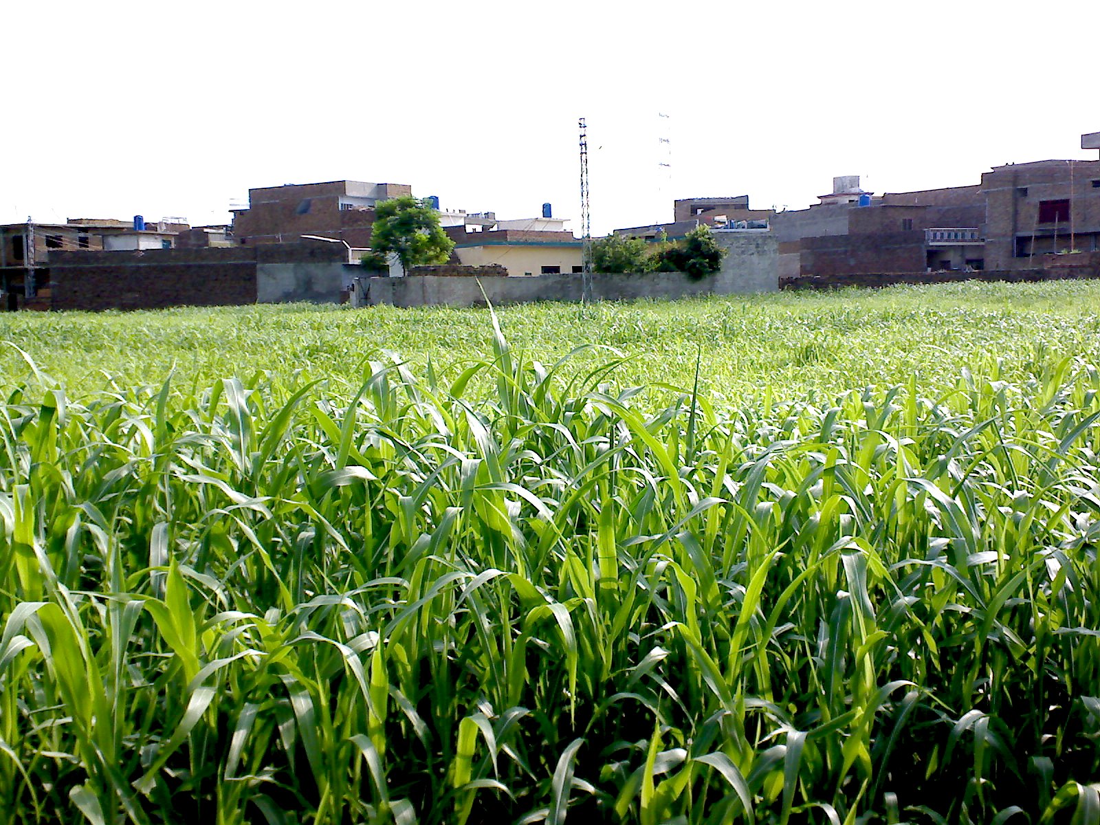 akpicture: BEAUTIFUL CROPS OF PAKISTAN