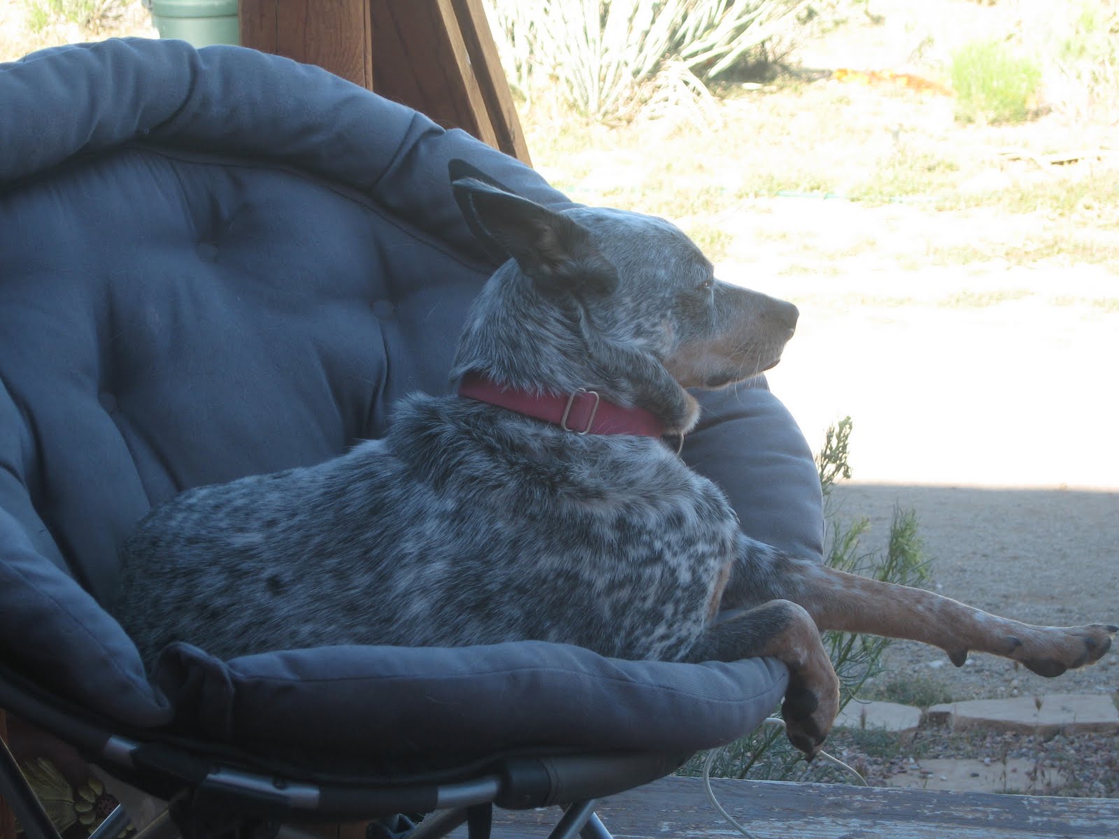 Stumpy Wanders: The Berner (aka Alphonso Bernard Jacob Scout Billy Bob ...